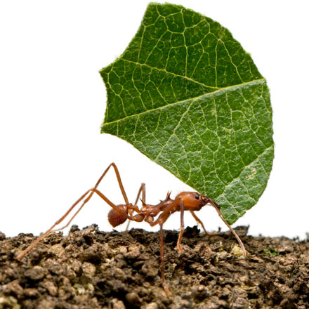 Ants – Graphs and Networks – Mathigon